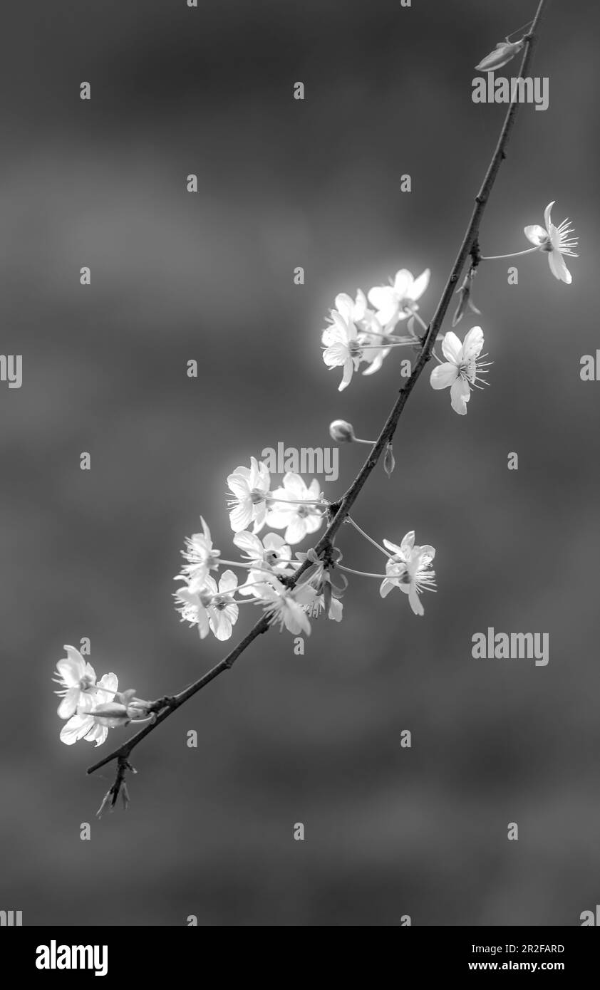 Flowers in spring Stock Photo - Alamy