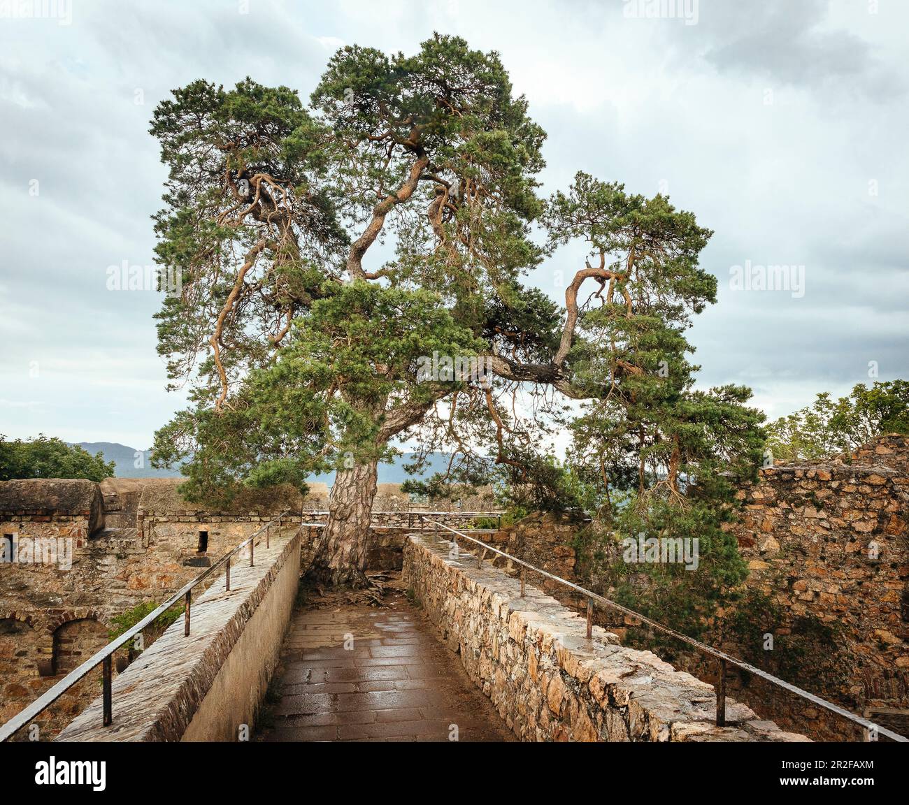 300 year old tree hi-res stock photography and images - Alamy