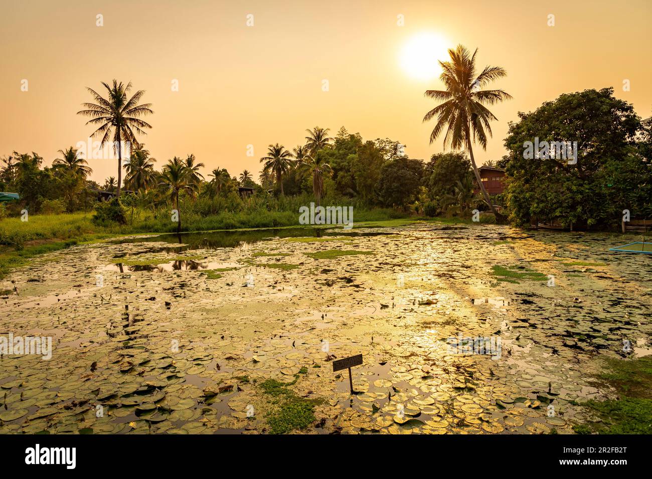 Palm trees around pond hi-res stock photography and images - Alamy