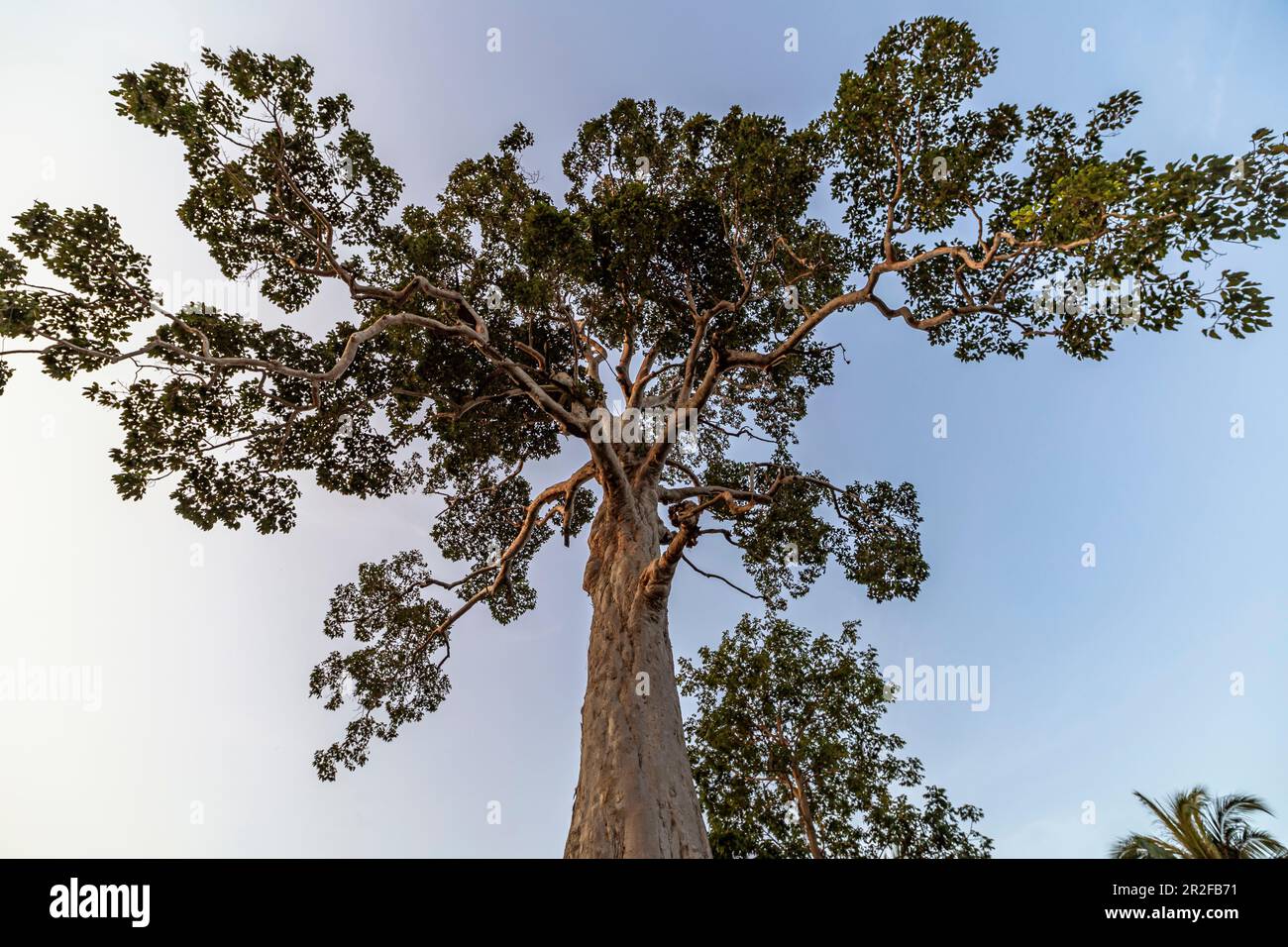 Yang Na Yai Tree - huge tree in the south of Koh Phangan. Thailand ...