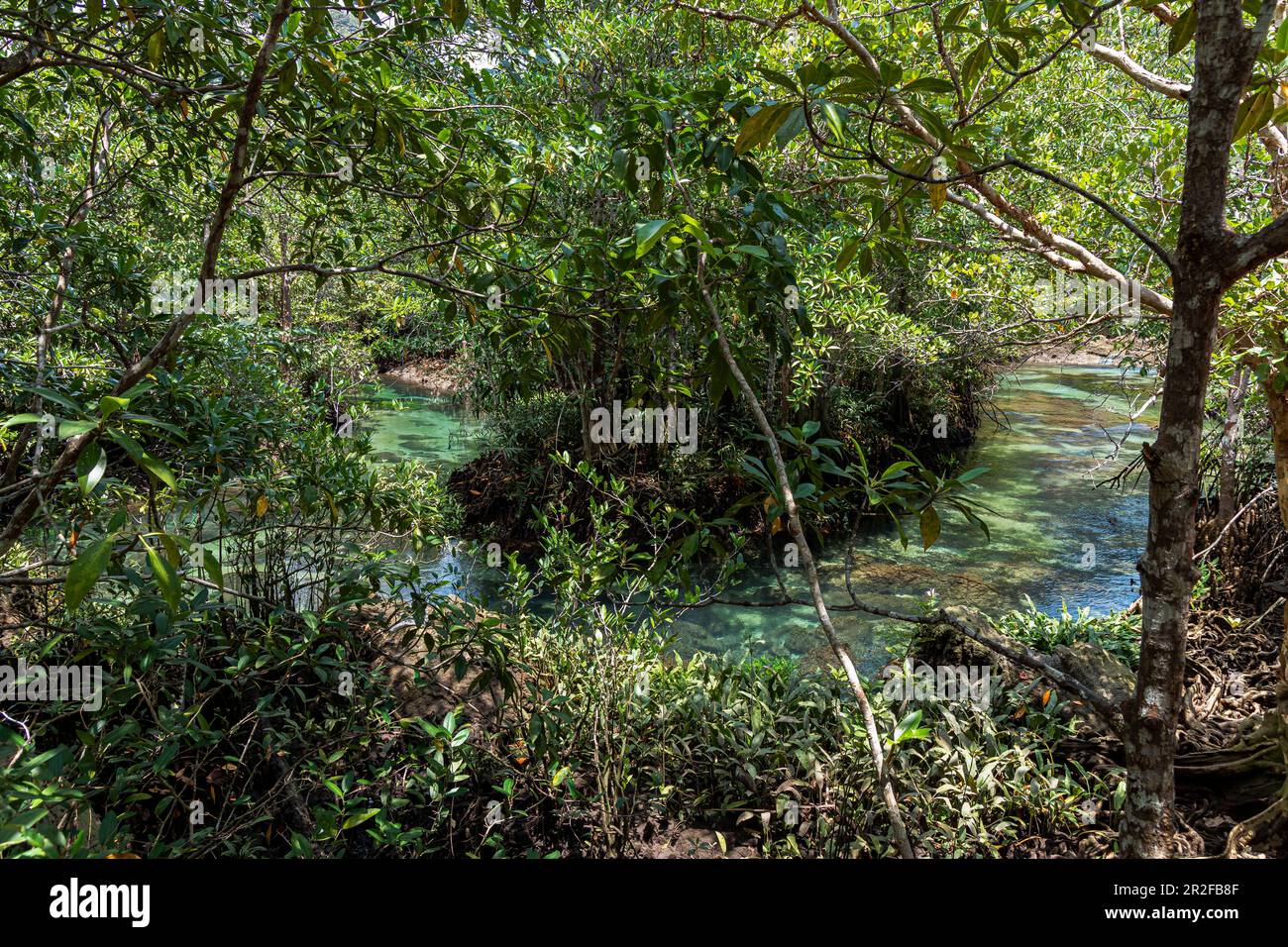 Tha Pom Klong Song Nam sources. Krabi region, Thailand Stock Photo - Alamy