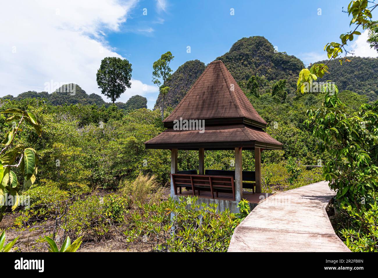 Jungle path at the Tha Pom Klong Song Nam springs. Krabi region ...