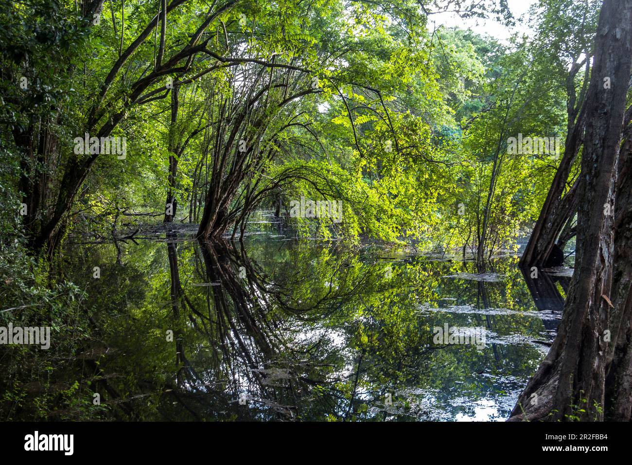 Swamp in the jungle of Calakmul, Yucatan Peninsula, Mexico Stock Photo ...
