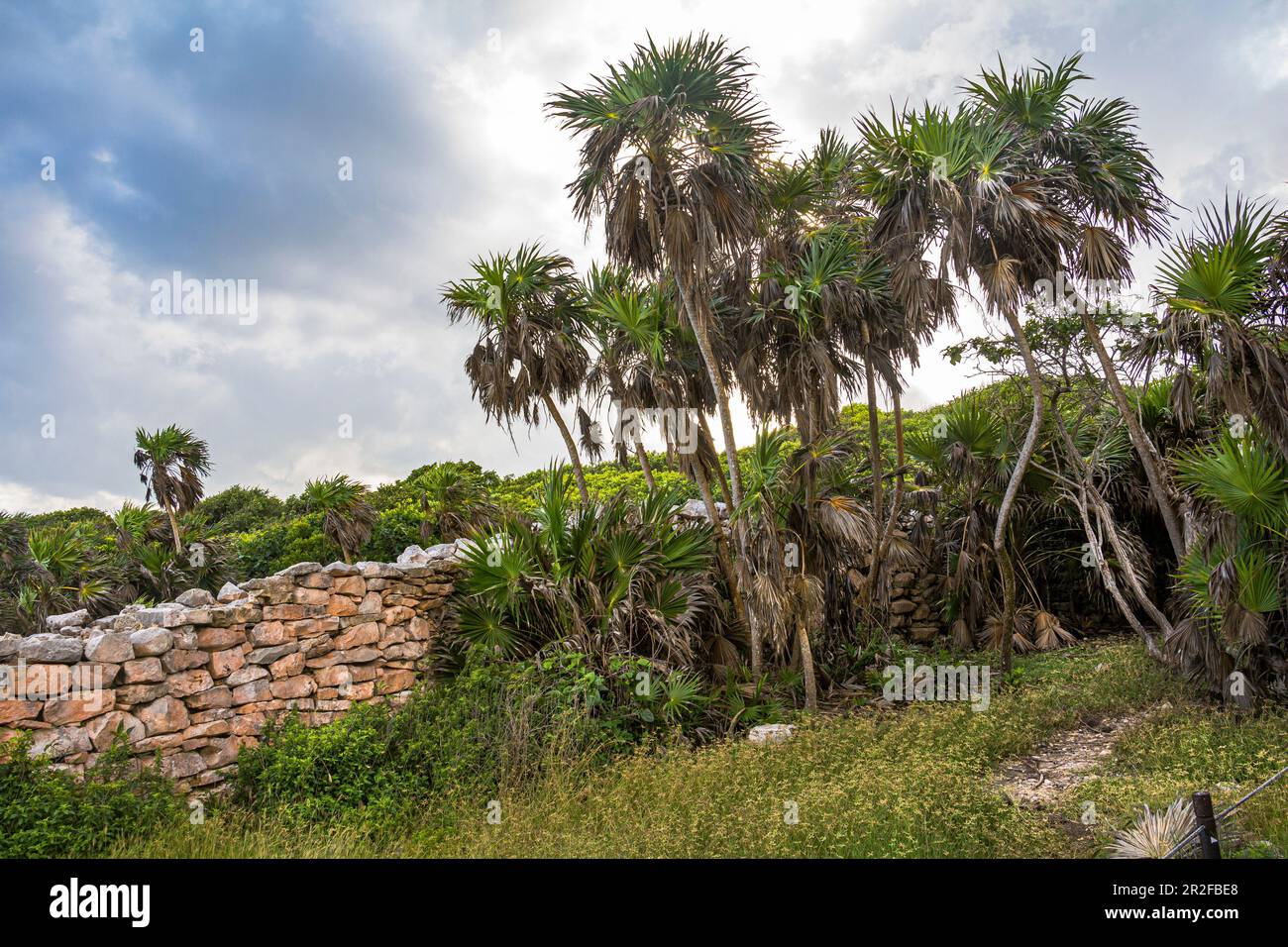 Palm trees in the grounds of the Mayan sites of Tulum, Quintana Roo ...