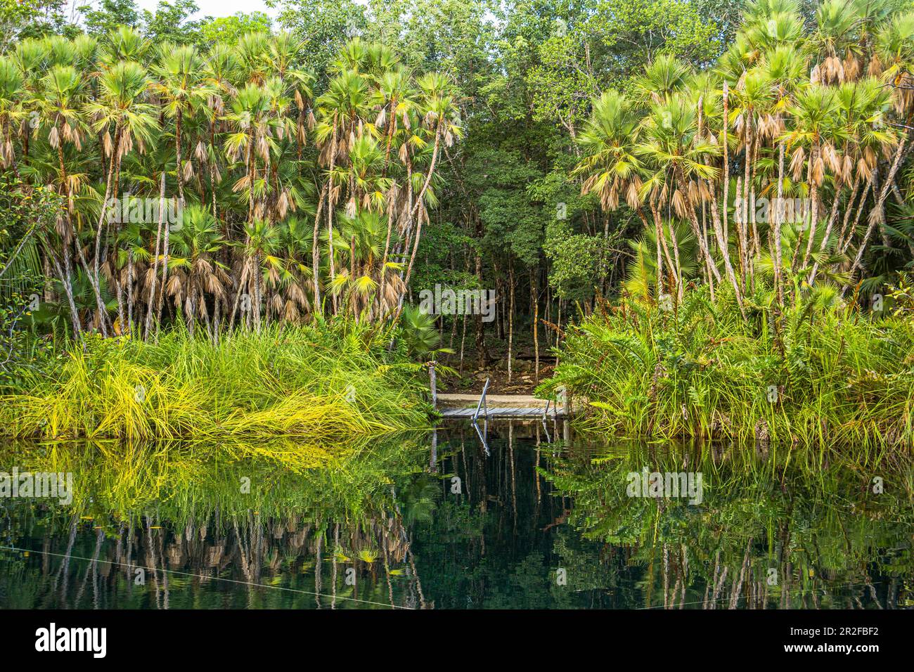 Cenote Crystal - open, water-filled karst cave in Tulum. Quintana Roo ...