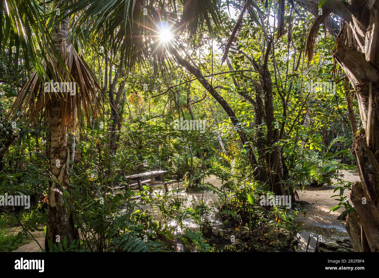 Jungle around Cenote Crystal - karst cave in Tulum. Quintana Roo ...
