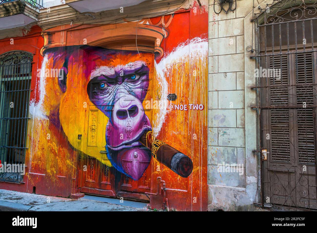 Cuban monkey hi-res stock photography and images - Alamy