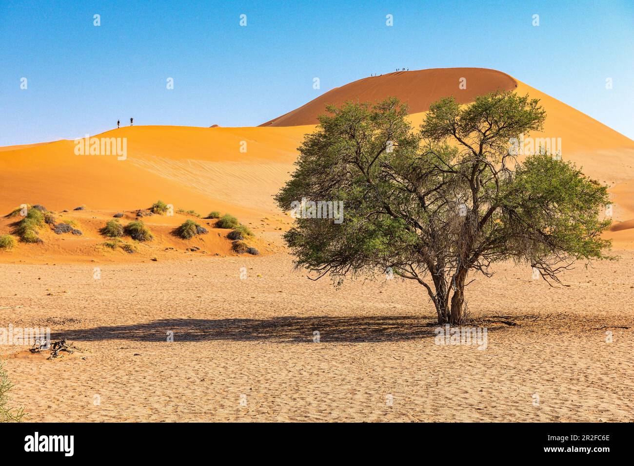 Red Sand Dunes, Sossusvlei, Namib Naukluft Park, Sesriem, Namibia Stock ...