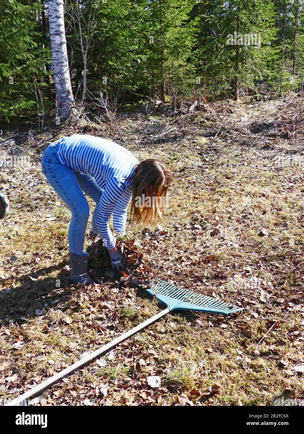 Woman rakes leaves in the garden Stock Photo - Alamy