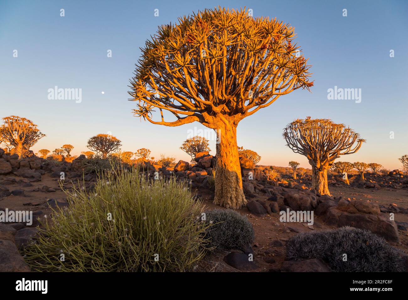 Quiver tree forest at Quiver Tree Forest Rest Camp at sunset ...