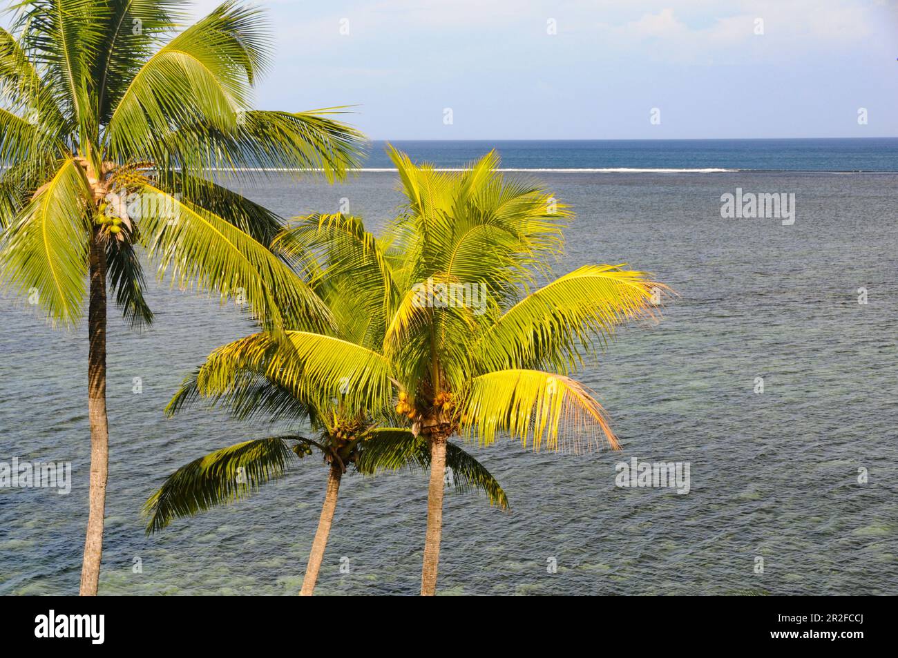 Coral reef in the Pacific Ocean and palm trees on Yanuca Island, Fiji ...