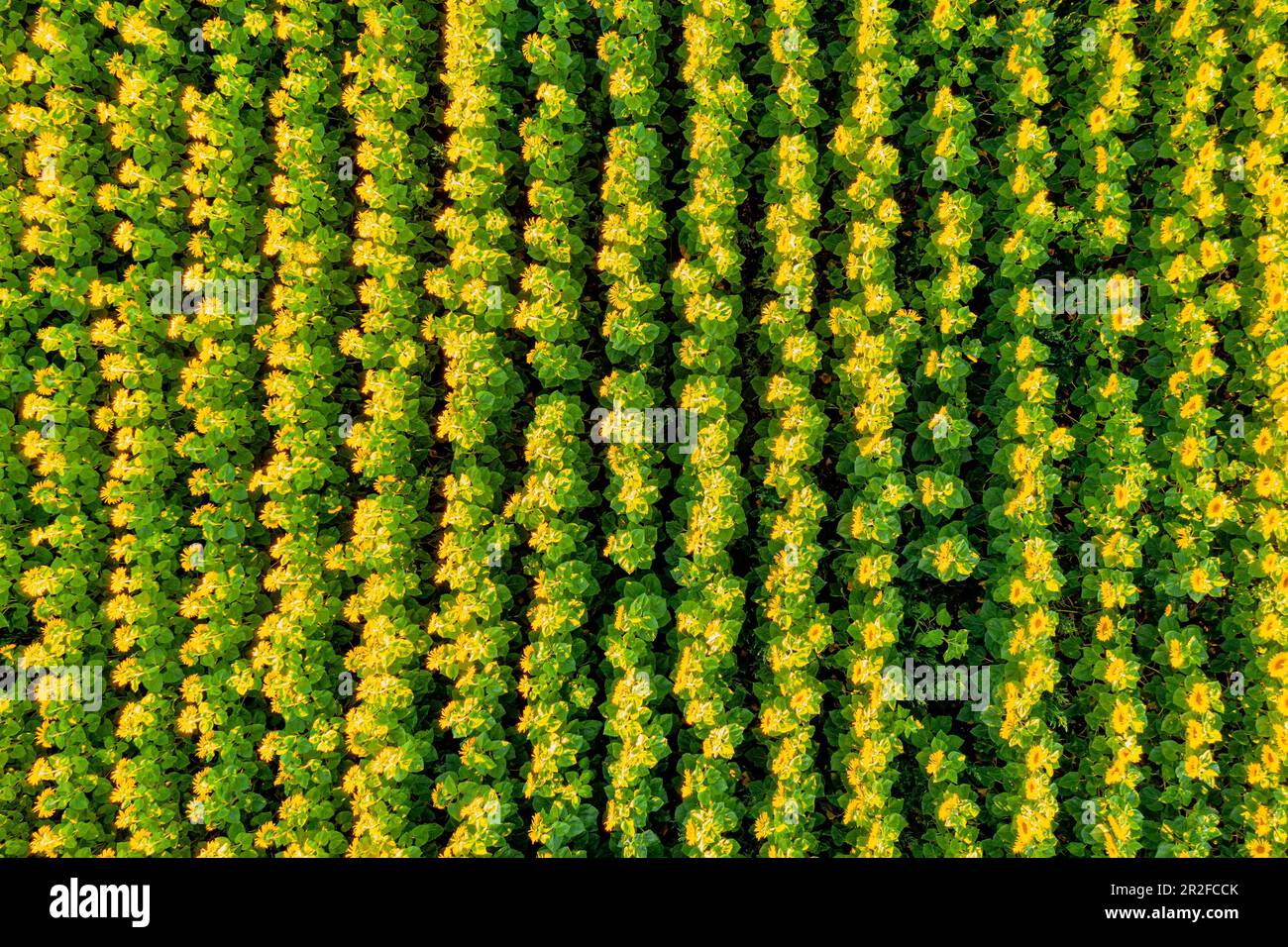 Top view field sunflower birds hi-res stock photography and images - Alamy
