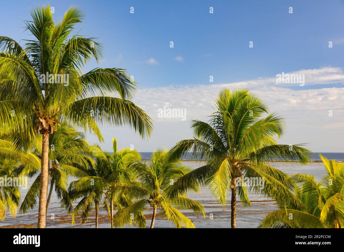 View of palm trees and Pacific Ocean on Yanuca Island, Fiji Stock Photo ...