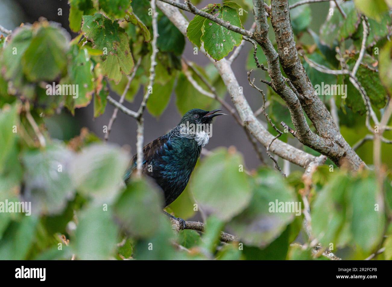 Tui, Parish Bird (Prosthemadera novaeseelandiae), South Island, New ...
