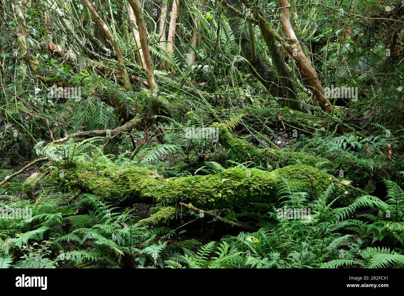 Deep Bay Track, Stewart Island, South Island, New Zealand Stock Photo ...