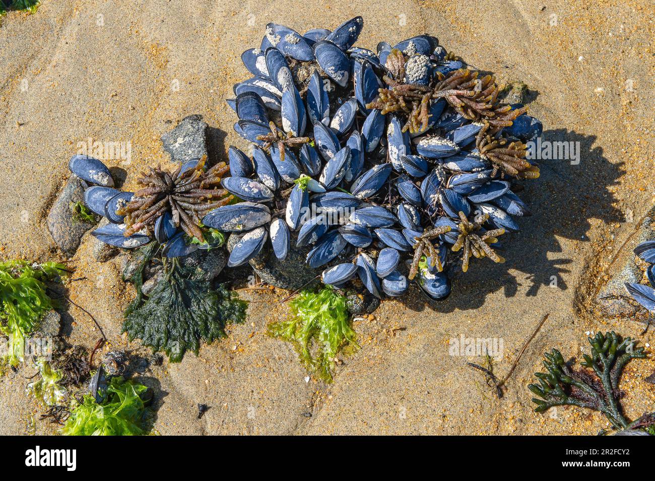 Mytilus (Mytilus edulis), Westend Beach, Ulva Island, South Island, New ...