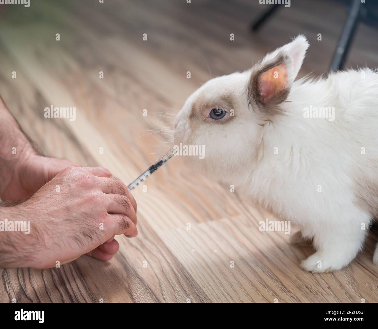 A man gives a rabbit medicine from a syringe. Bunny drinks from a ...