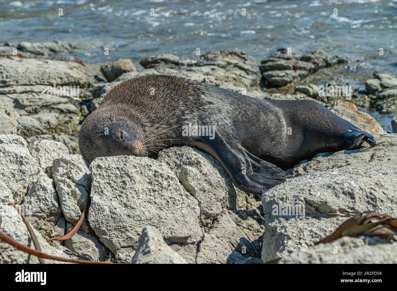 New Zealand fur seal (Arctocephalus forsteri), eared seal, Point Kean ...