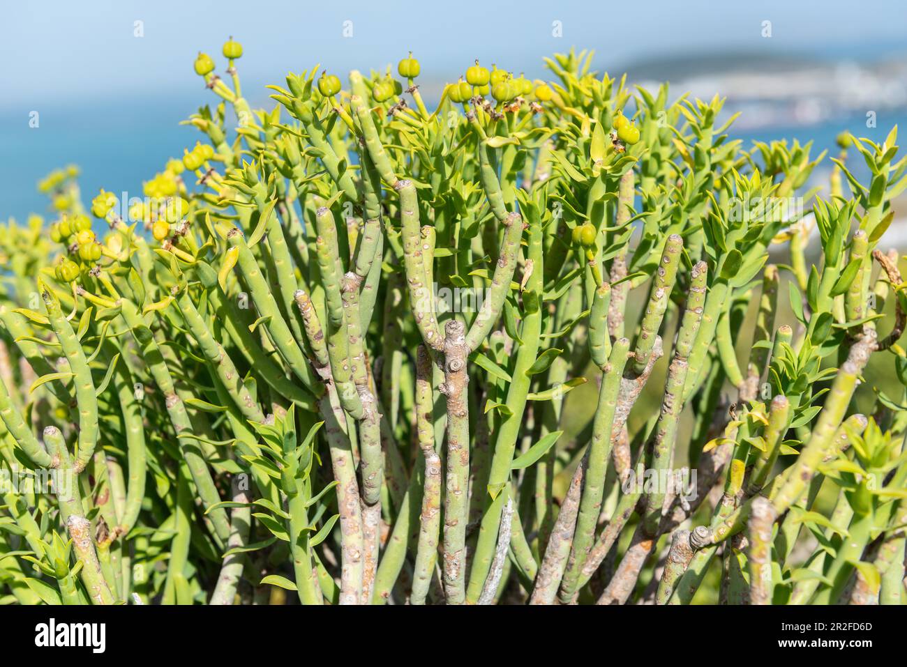 Geel Melkbos (Euphorbia mauritanica), Am Hoedjieskop, Saldanha, Western ...