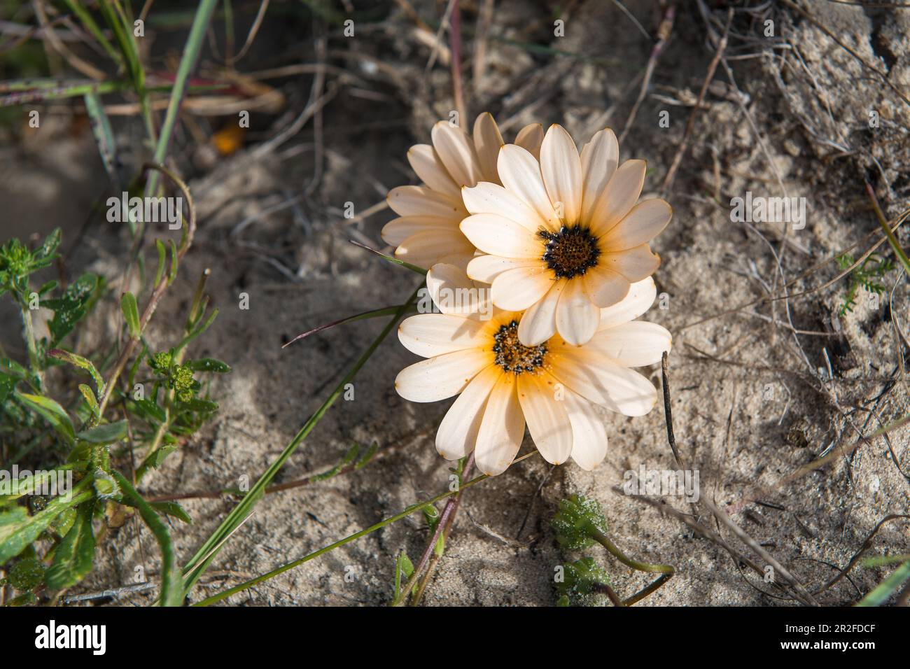 Cape Weed (Arctotheca calendula), West Coast National Park, Langebaan ...
