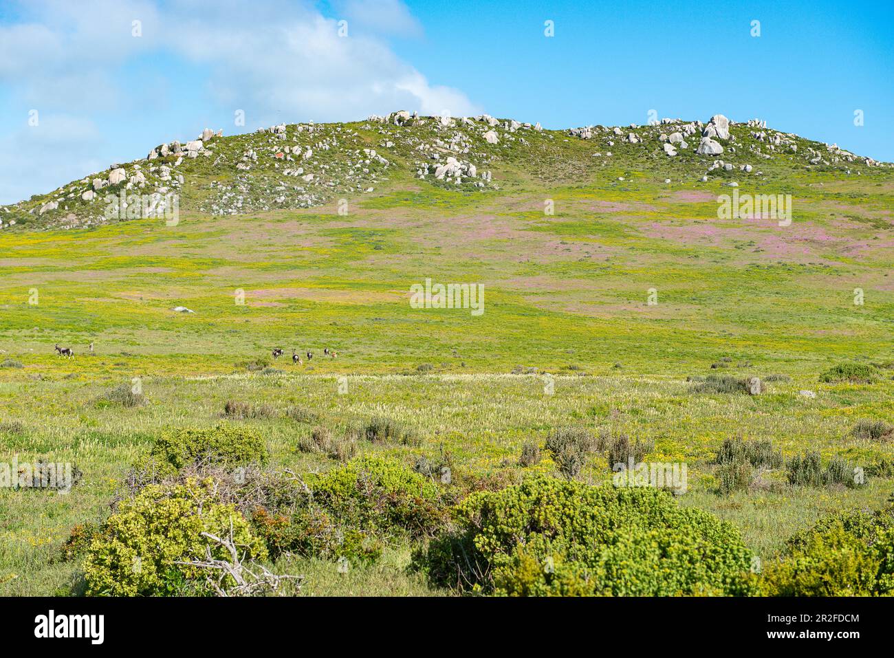 Postberg Section, West Coast National Park, Langebaan, Western Cape ...