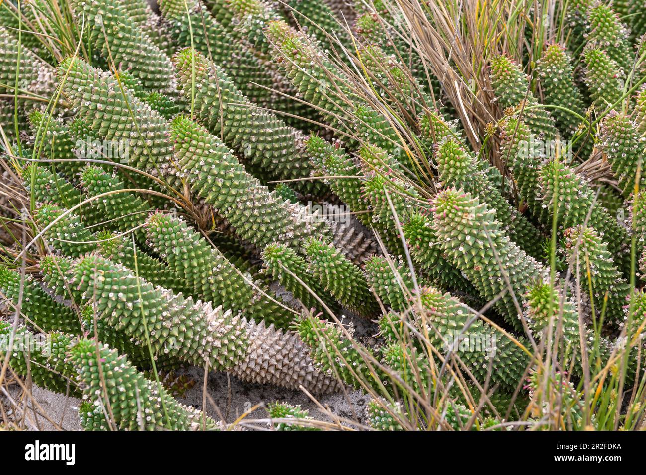 Head of Medusa (Euphorbia caput-medusae), Shelley Point, Stompneusbaai ...