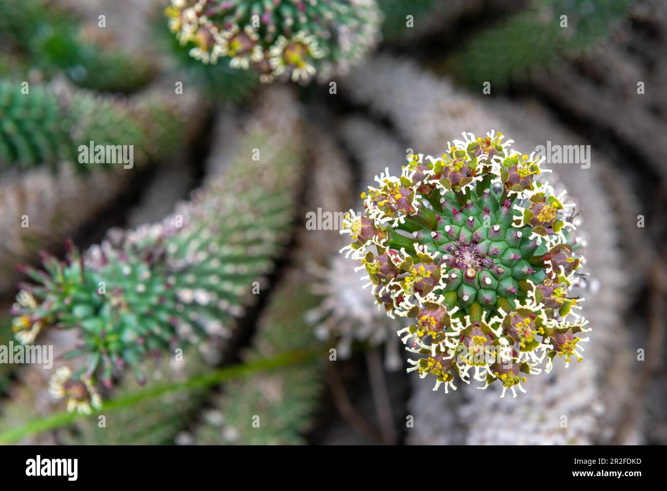 Head of Medusa (Euphorbia caput-medusae), Shelley Point, Stompneusbaai ...