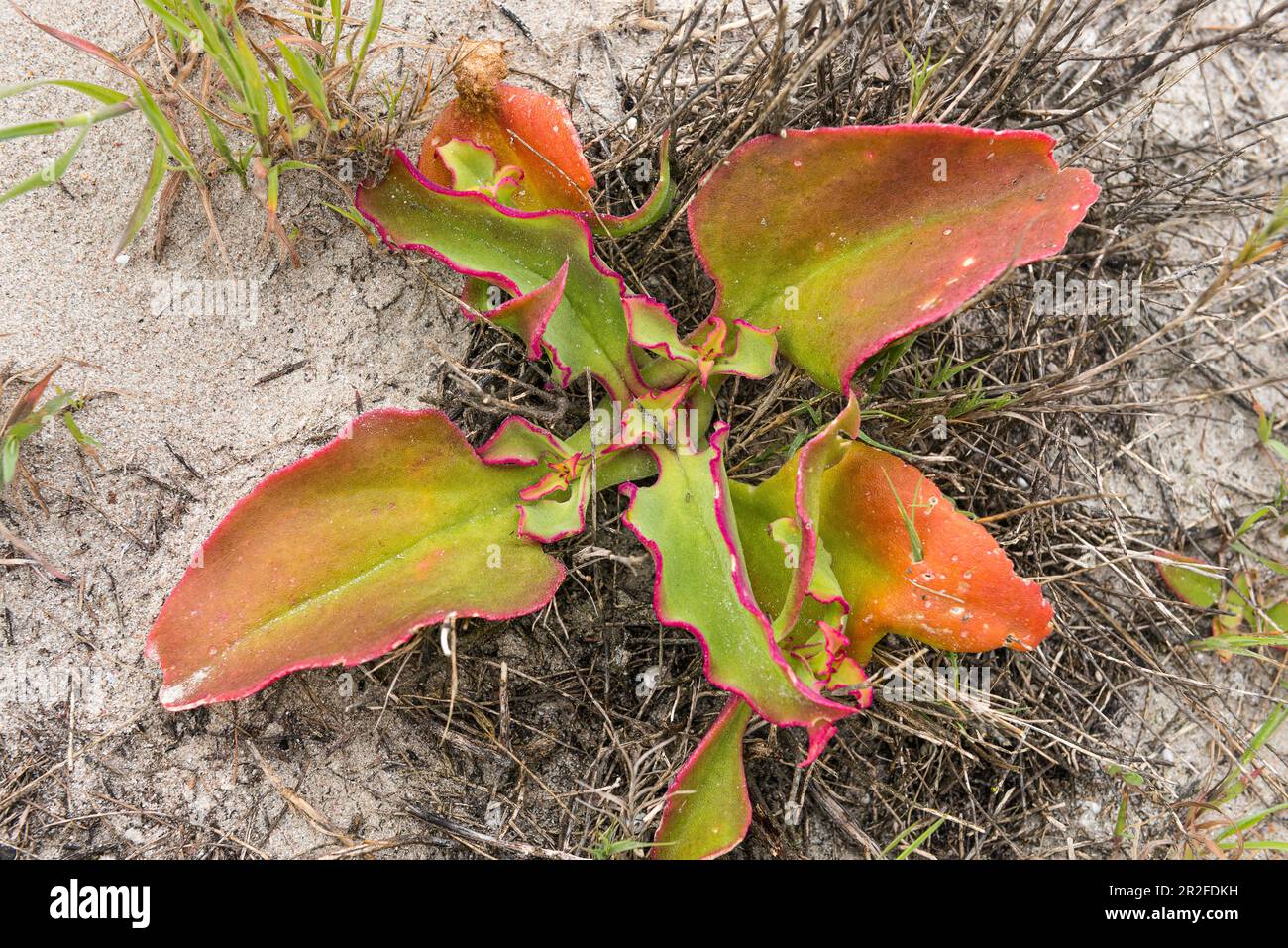 Common ice plant (Mesembryanthemum crystallinum), Shelley Point ...