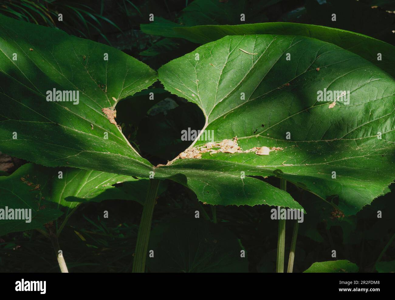 Very large lily pod by a stream Stock Photo - Alamy