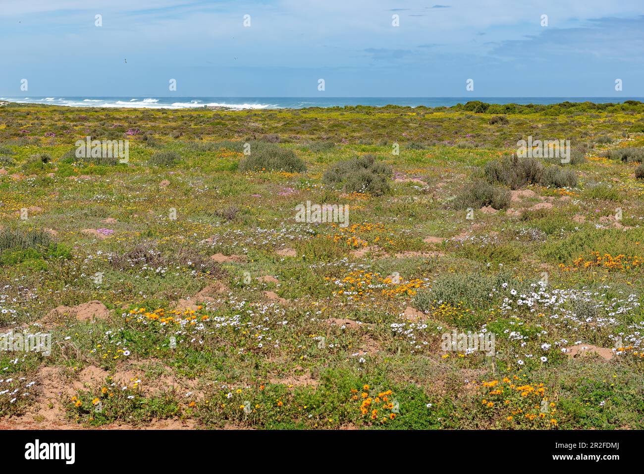 Postberg Section, West Coast National Park, Langebaan, Western Cape ...