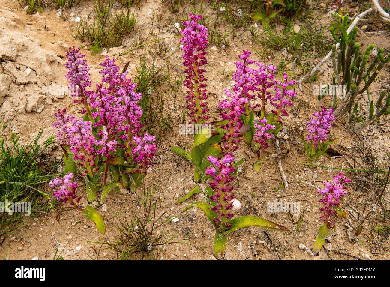 Cape Columbine Nature Reserve, Tietiesbaai, Western Cape, South Africa ...