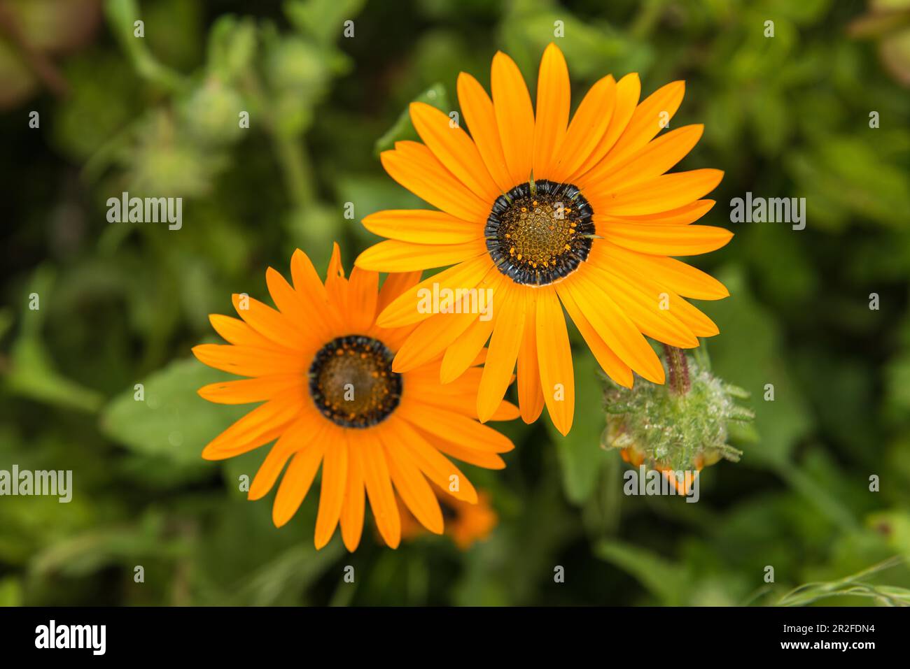 Gousblom (Arctotis hirsuta), Seeberg, West Coast National Park ...