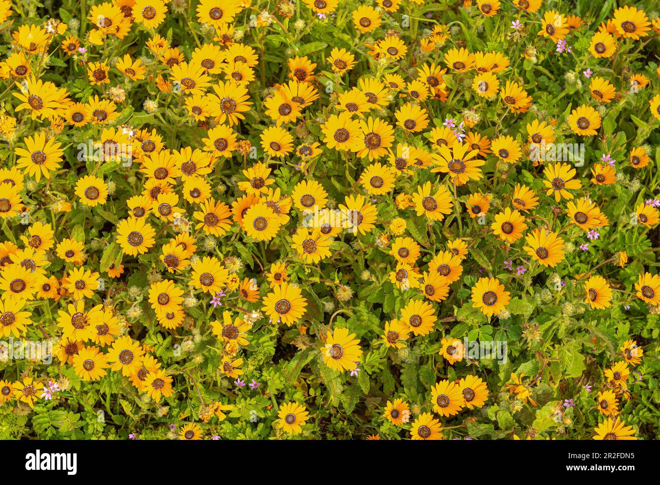 Gousblom (Arctotis hirsuta), Seeberg, West Coast National Park ...