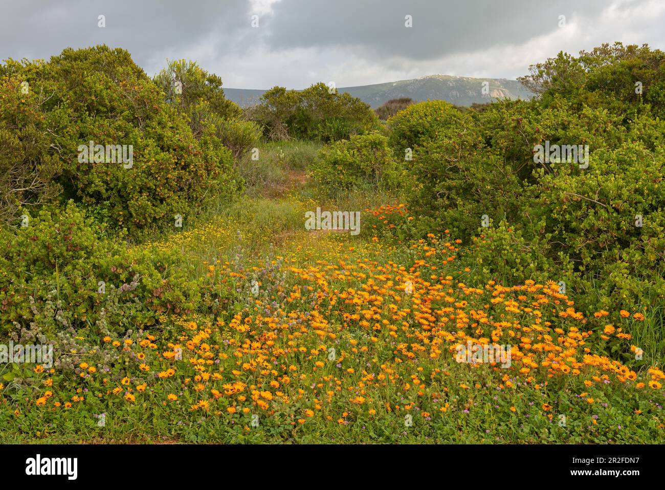 Gousblom (Arctotis hirsuta), Seeberg, West Coast National Park ...