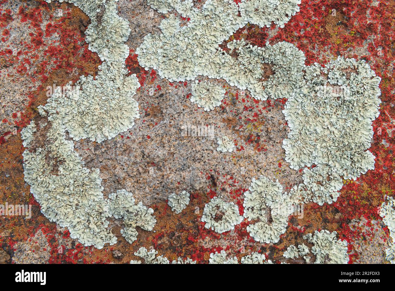 Postberg Section, West Coast National Park, Langebaan, Western Cape ...