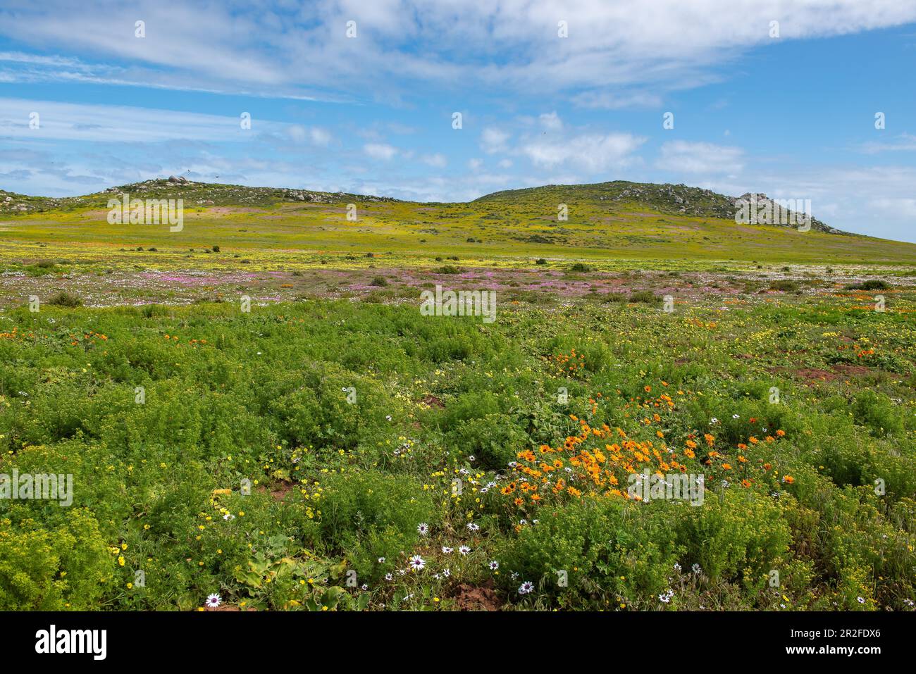 Postberg nature reserve west coast national park hi-res stock ...