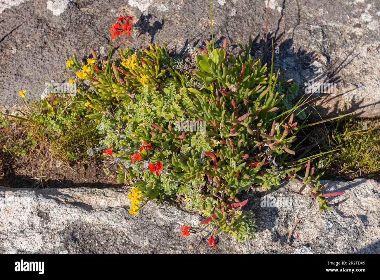 Plant ensemble with wild geraniums (Pelargonium fulgidum), Postberg ...