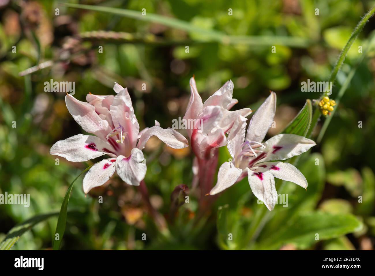 Renosterveld Reserve, Darling, Western Cape, South Africa Stock Photo ...