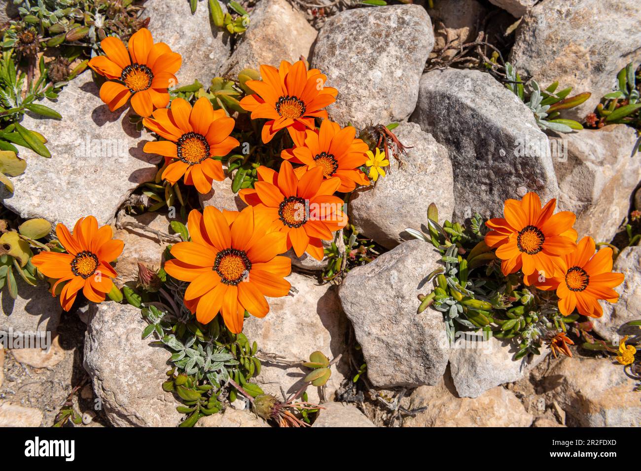 Gazania pectinata hi-res stock photography and images - Alamy