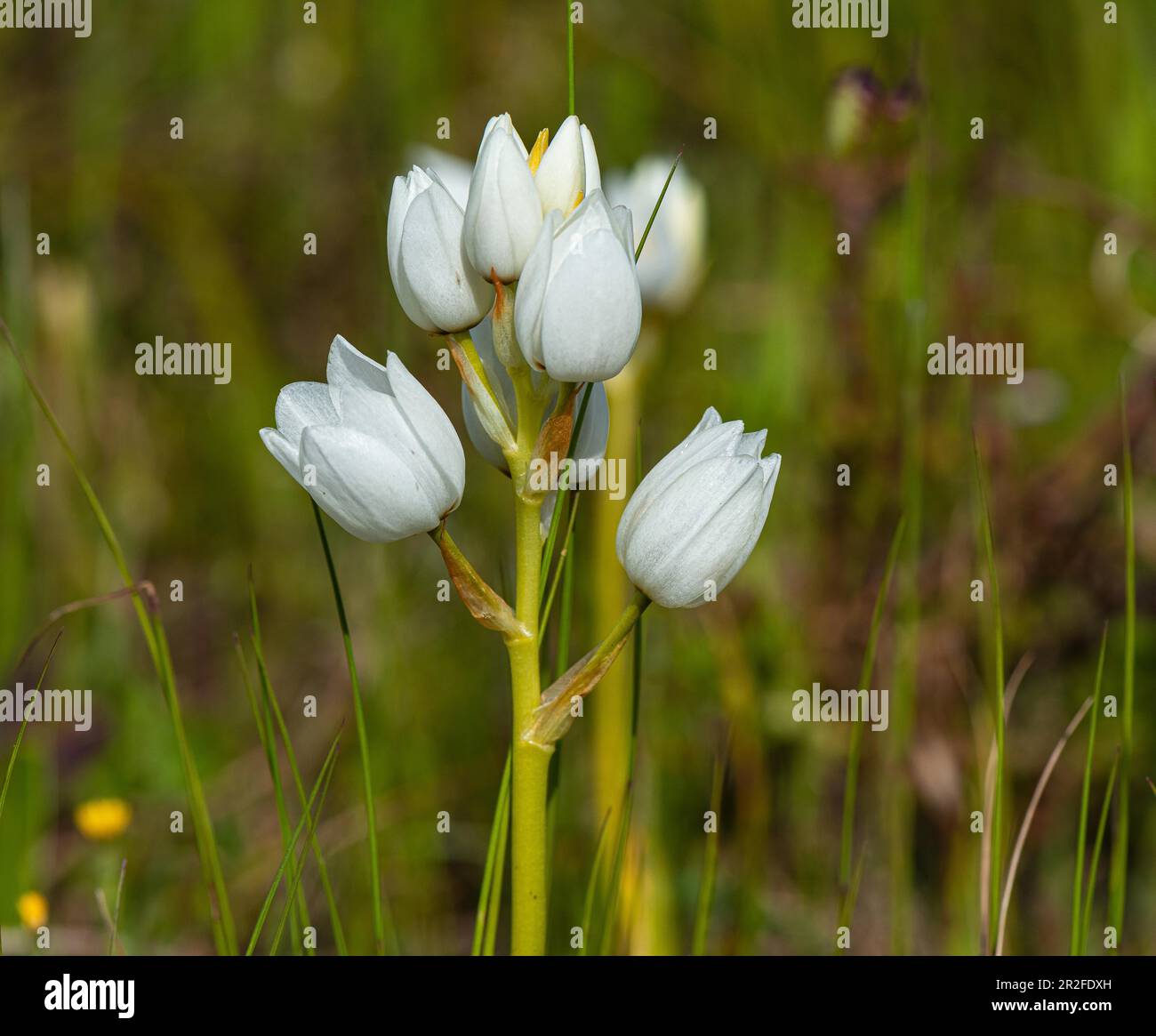 Wonder-flower (Ornithogalum thyrsoides) ??, Renosterveld Reserve ...