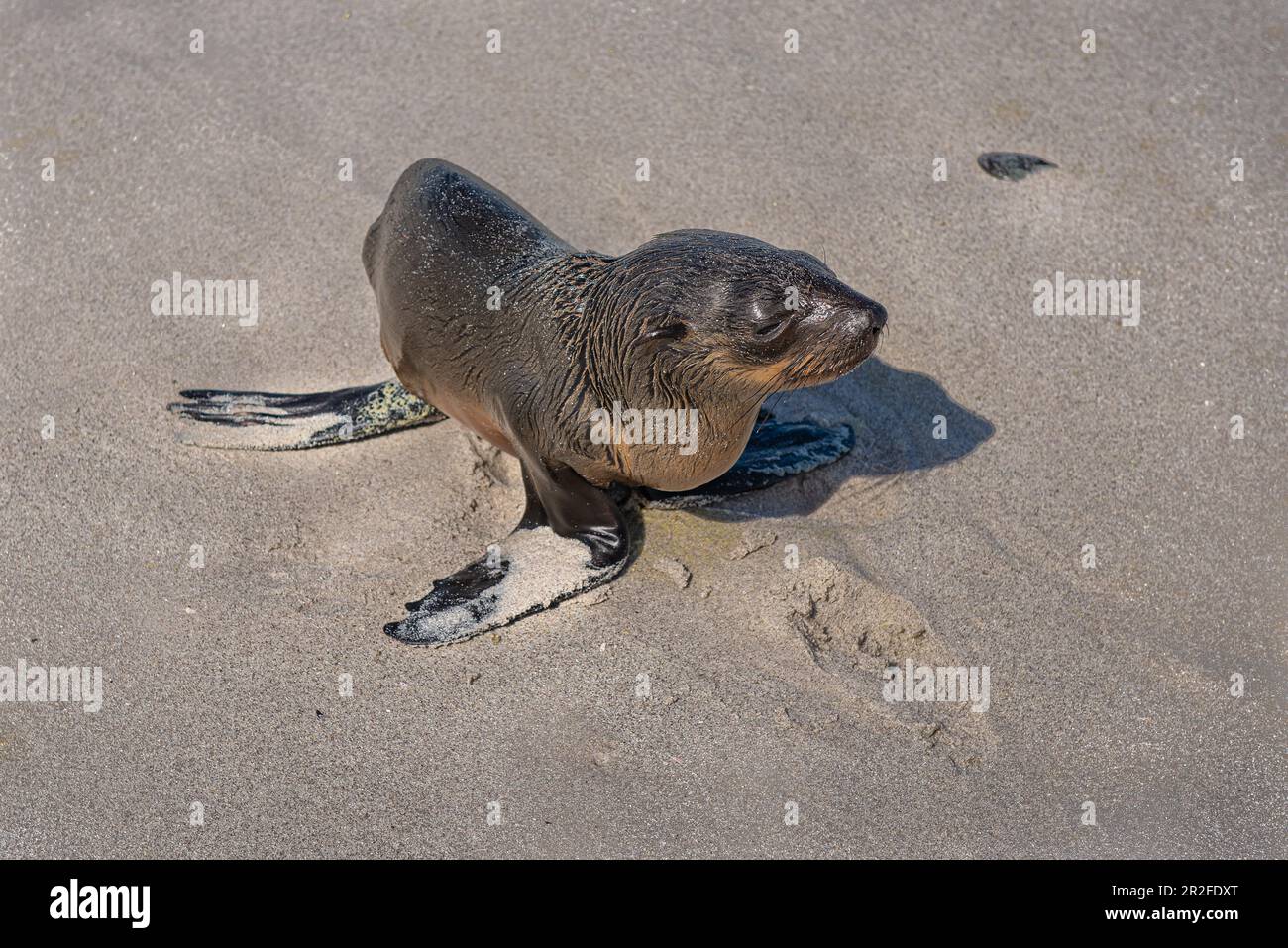 Atlantic Coast, West Coast National Park, Langebaan, Western Cape ...