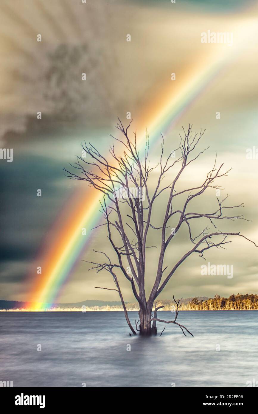 Dead trees in the drowned forest at Arthurs Lake, Tasmania Stock Photo ...