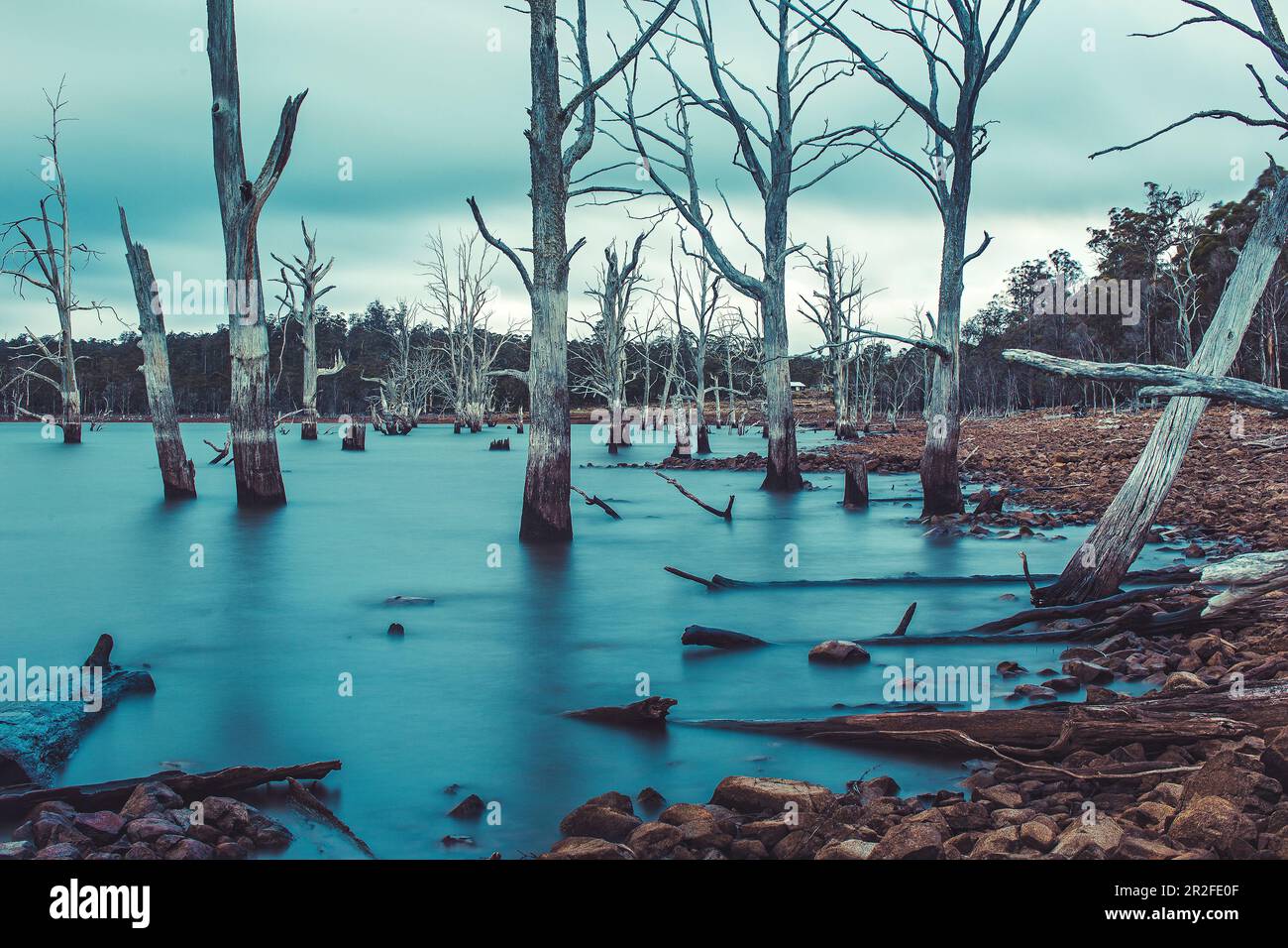 Dead trees in the drowned forest at Arthurs Lake, Tasmania Stock Photo ...