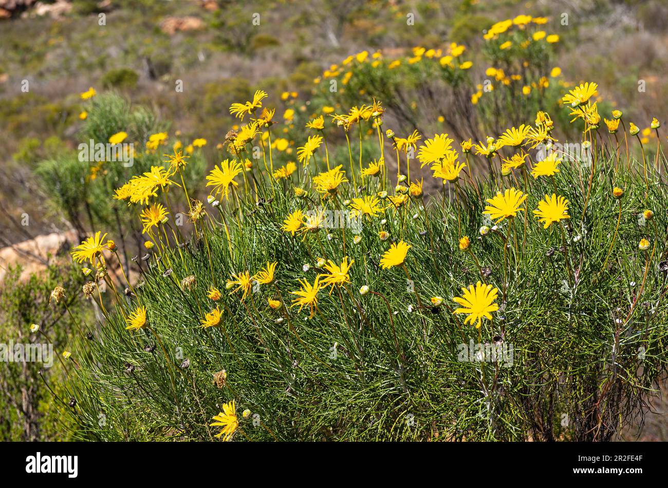 Giant Resinbush (Euryops speciosissimus), Leipoldtville, Western Cape ...