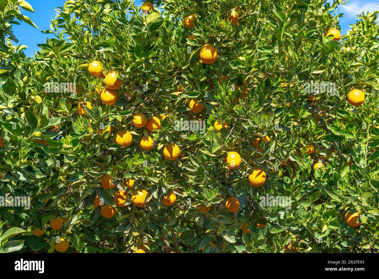 Africa orange citrus hi-res stock photography and images - Alamy