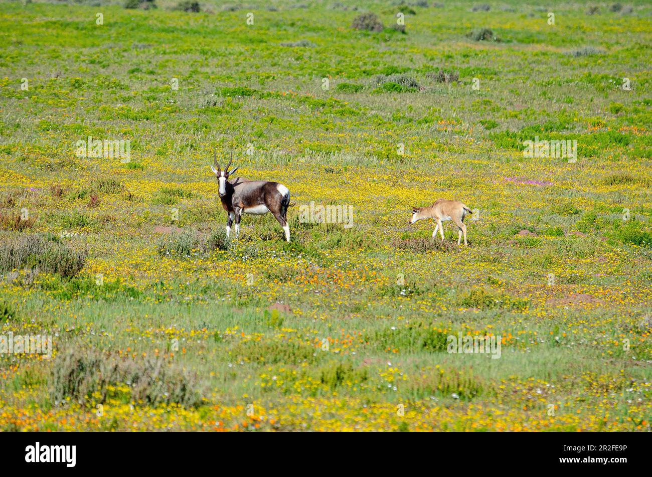 Bonteboks (Damaliscus pygargus pygargus), Postberg Section, West Coast ...