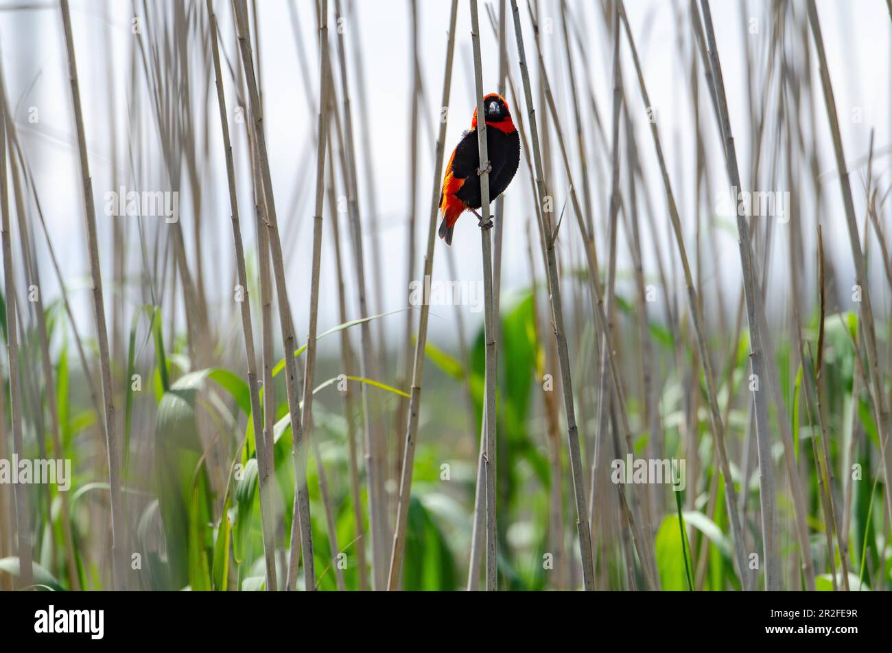 Southern Red Bishop (Euplectes orix), Rocherpan Nature Reserve ...