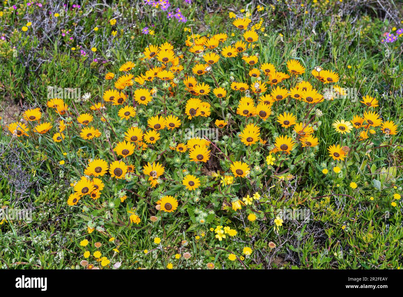 Seeberg west coast national hi-res stock photography and images - Alamy