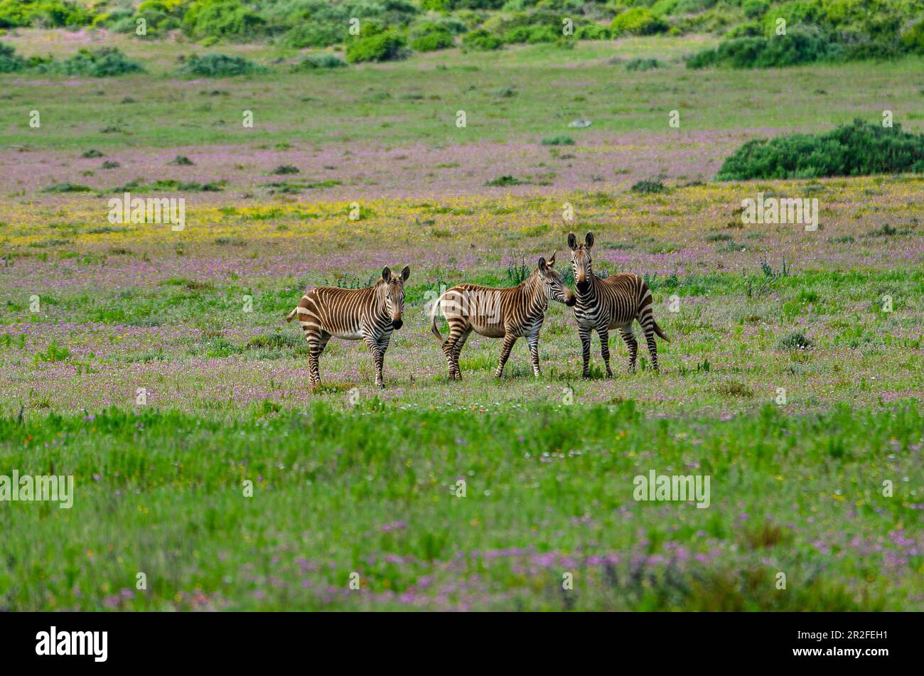 Postberg nature reserve west coast national park hi-res stock ...