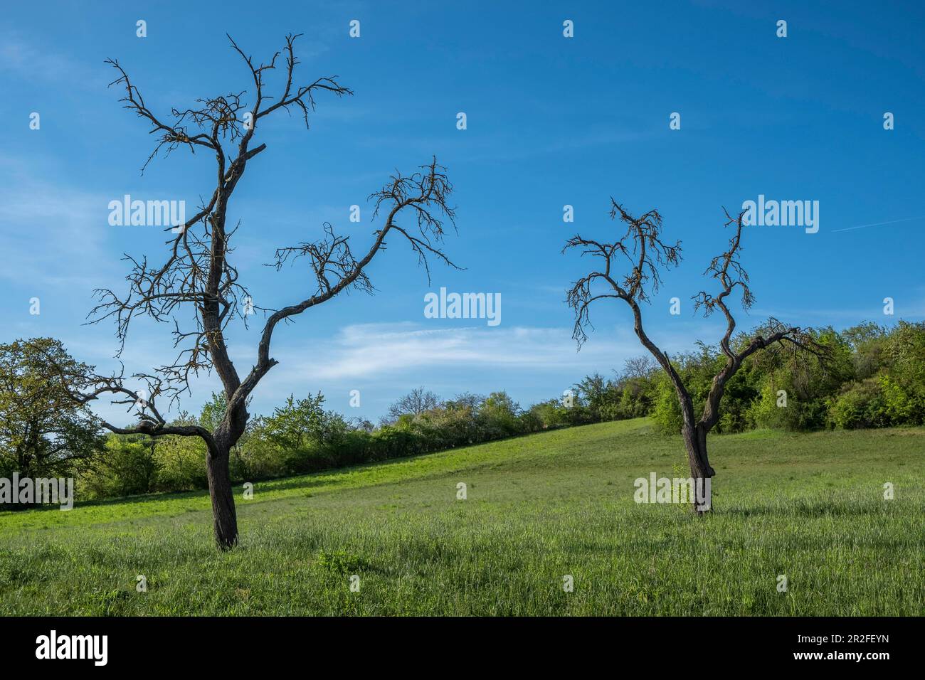 Dead fruit trees serve as breeding grounds for birds and insects Stock ...